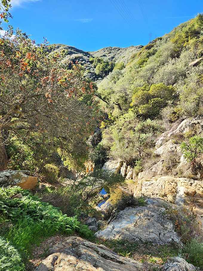 Mission Creek carves through the canyon like a liquid highway, providing the soundtrack for your entire uphill adventure.