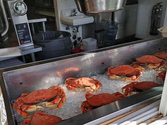 Fresh Dungeness crabs on ice, waiting to become someone's absolutely spectacular afternoon, and possibly yours too.