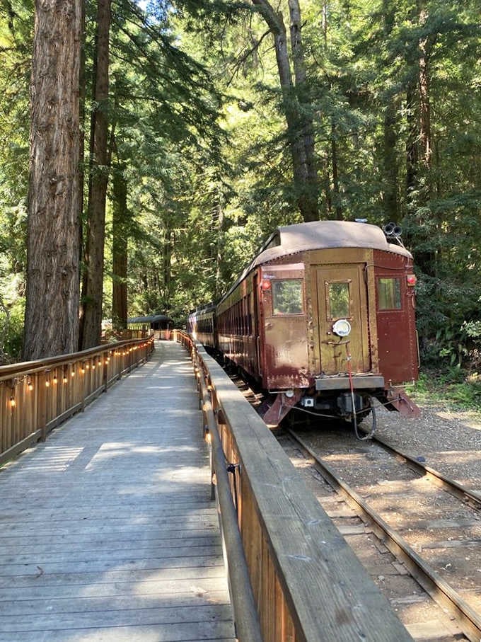 Step back in time on the Skunk Train, where vintage cars rest alongside a charming boardwalk deep within the redwood forest.