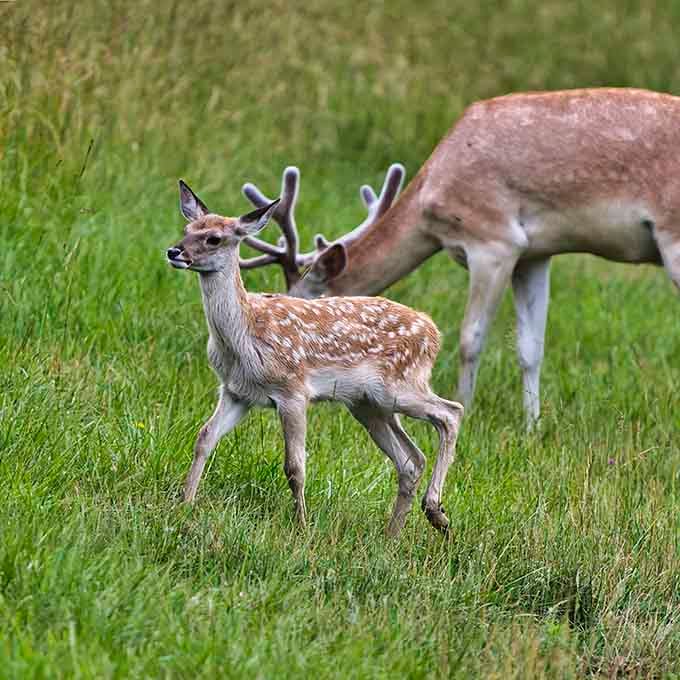 Spotted deer with velvet antlers prove that elegance isn't limited to the pages of National Geographic magazines.