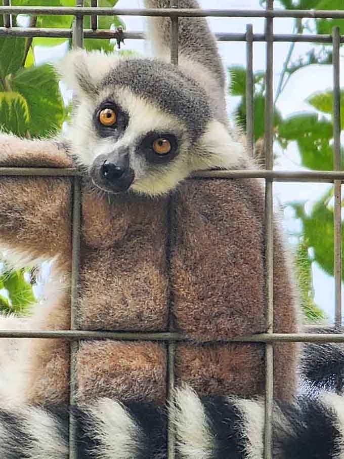 Those eyes! Ring-tailed lemurs add an unexpected Madagascar vibe to this North Central Florida sanctuary experience.