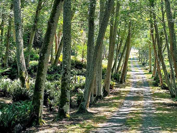Tree-lined trails invite leisurely strolls where your biggest decision is which shade of green to admire first.