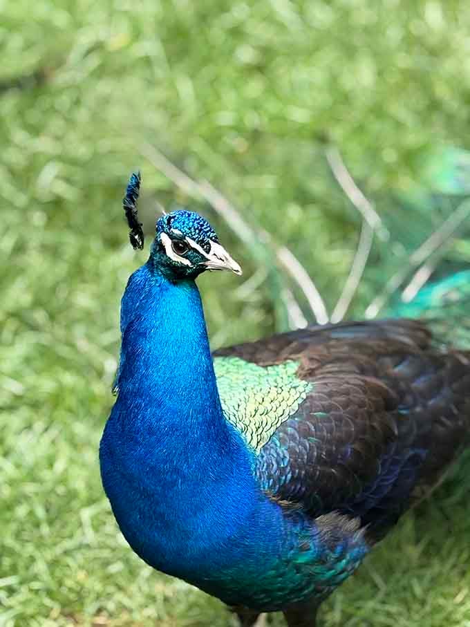 Strutting around like he owns the place, this peacock clearly missed the memo about humility.