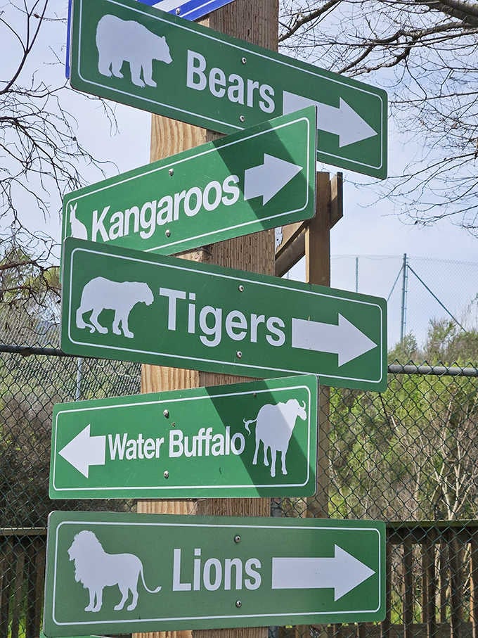 Follow the signs to bears, tigers, and kangaroos, because apparently Salinas decided to become the world's most unexpected safari destination.
