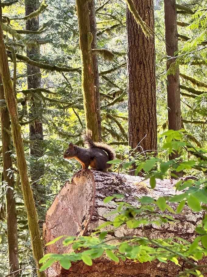 Local wildlife poses better than most Instagram influencers, and they don't even need a ring light for it.