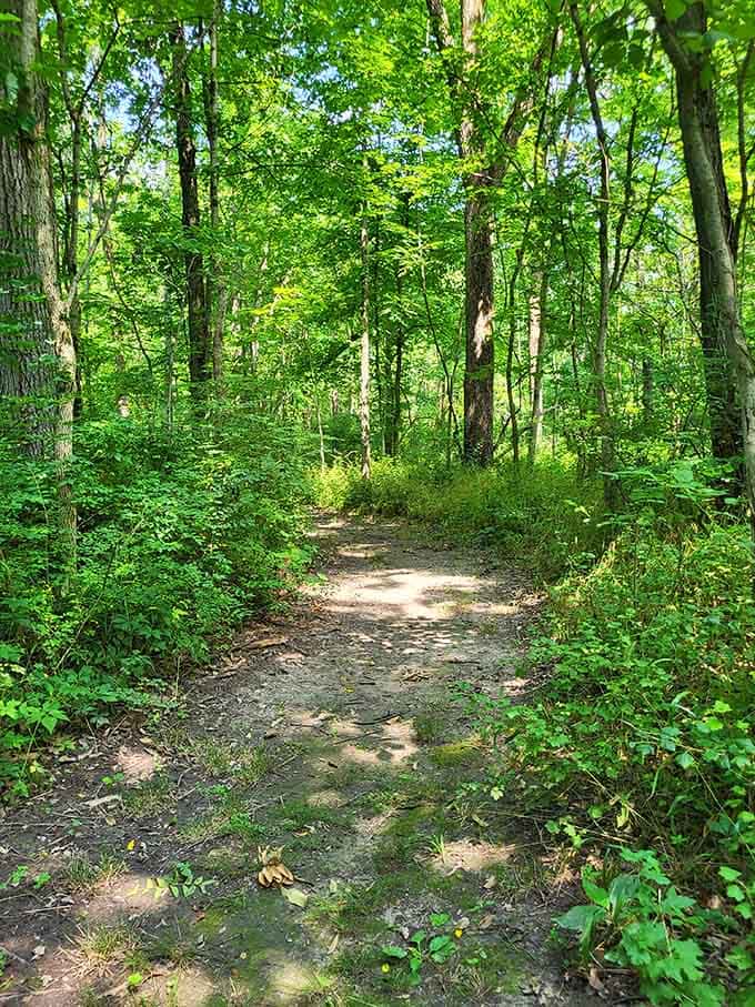 Immerse yourself in nature along this beautiful, shaded forest trail, perfect for a quiet hike and some peaceful reflection.