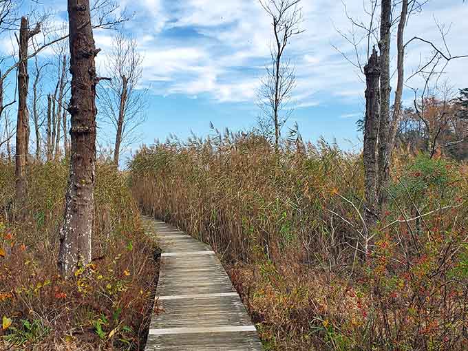 The boardwalk through the marsh leads to adventures your average beach vacation never dreamed of.