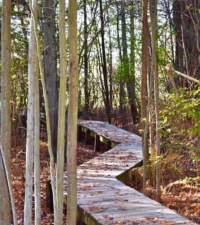 Curved boardwalks lead you deeper into forests where sunlight filters through trees like golden spotlights.