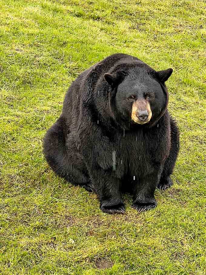This bear's expression says "I woke up like this" and honestly, we're all a little jealous.
