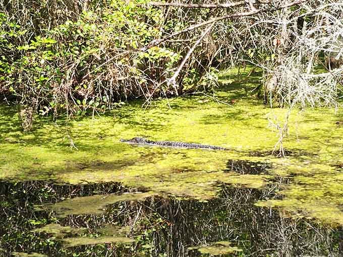 Spot the gator lurking in the algae? Nature's game of hide-and-seek just got real interesting, folks.