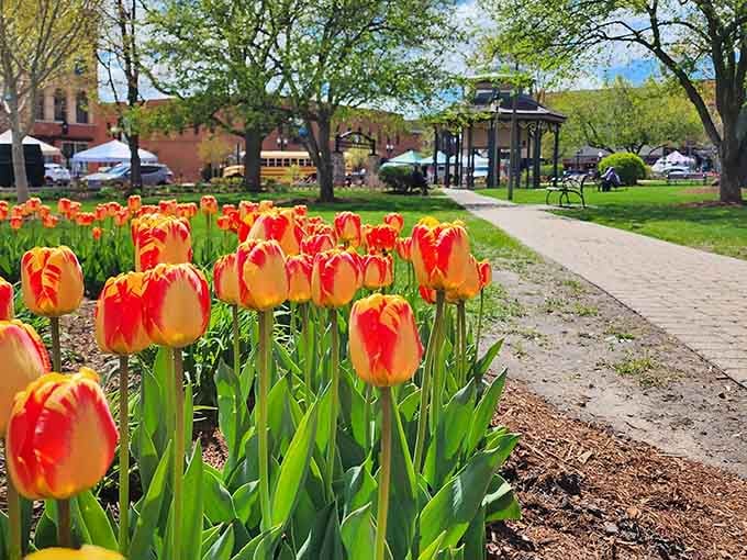 Spring in Woodstock means tulips that didn't get the memo about being subtle, and honestly, we're here for it.
