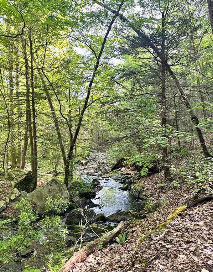 Follow the water's melody through sun-dappled woods where every turn reveals another reason to slow down and breathe deeply.