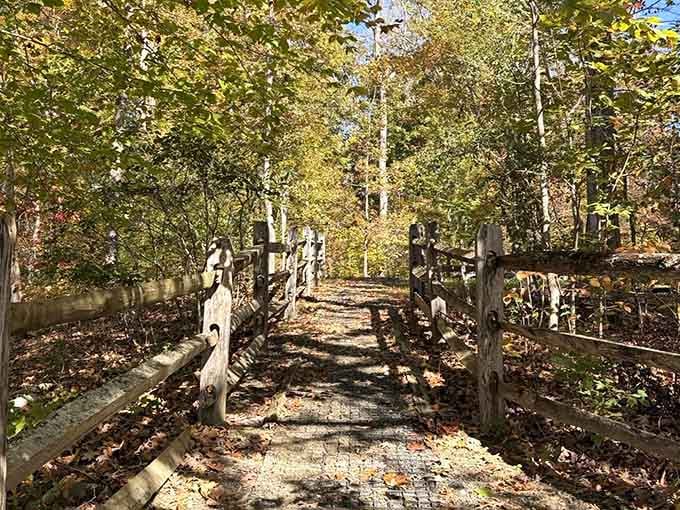 Sturdy railings guide you through a forest cathedral where every shadow tells stories of seasons past.