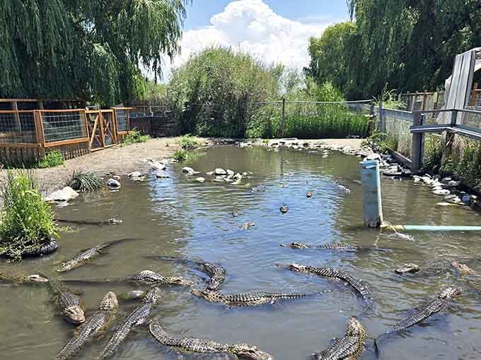Nothing says "Welcome to Colorado" quite like dozens of alligators sunbathing in geothermal pools with mountain views behind them.