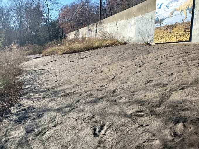 Three-toed tracks frozen in stone tell stories from when dinosaurs walked this riverbank hunting their breakfast 200 million years back.