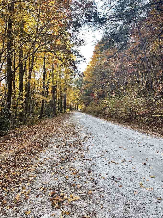 Golden autumn leaves carpet this trail like nature rolled out her finest welcome mat for your mountain adventure.