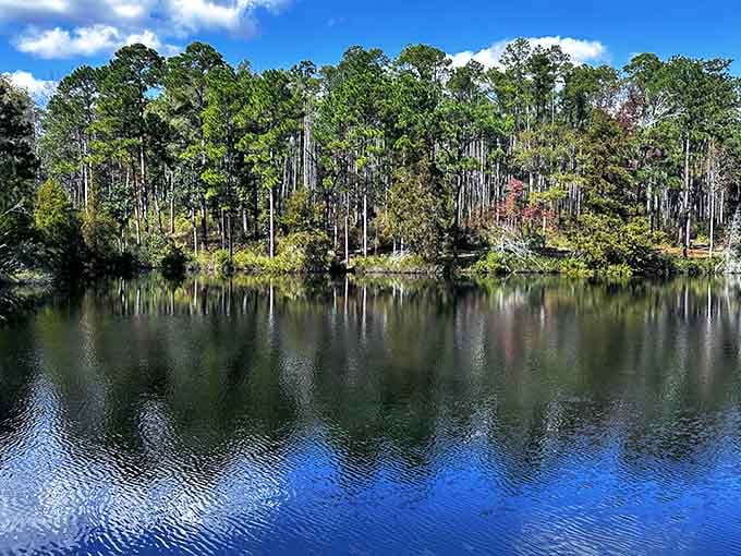 Perfect mirror reflections double the beauty where towering pines meet glassy water in this peaceful forest sanctuary.