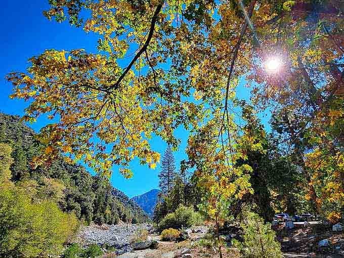 Autumn leaves frame the creek bed in gold, creating nature's own cathedral beneath that impossibly blue sky.