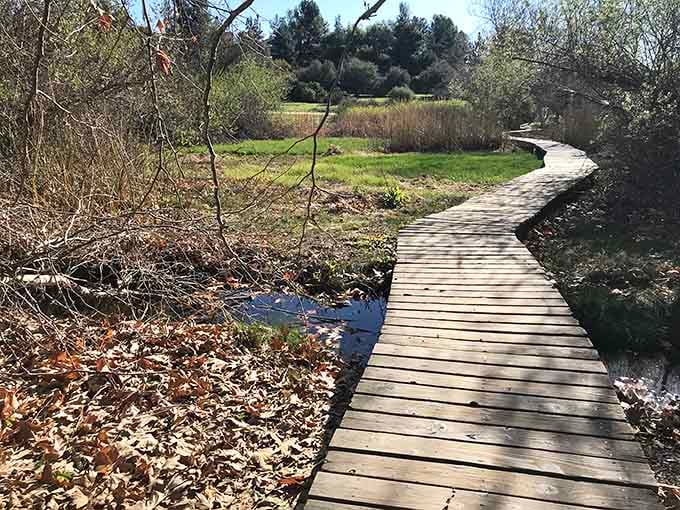 This wooden boardwalk through the wetlands proves the best paths in life aren't always paved with concrete.
