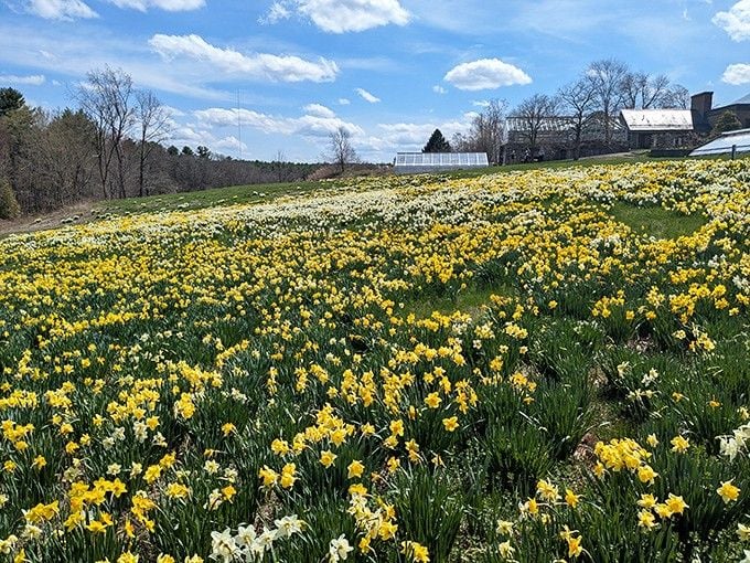 Rolling hills of daffodils stretch endlessly, creating a golden sea that rivals Kansas wheat fields.