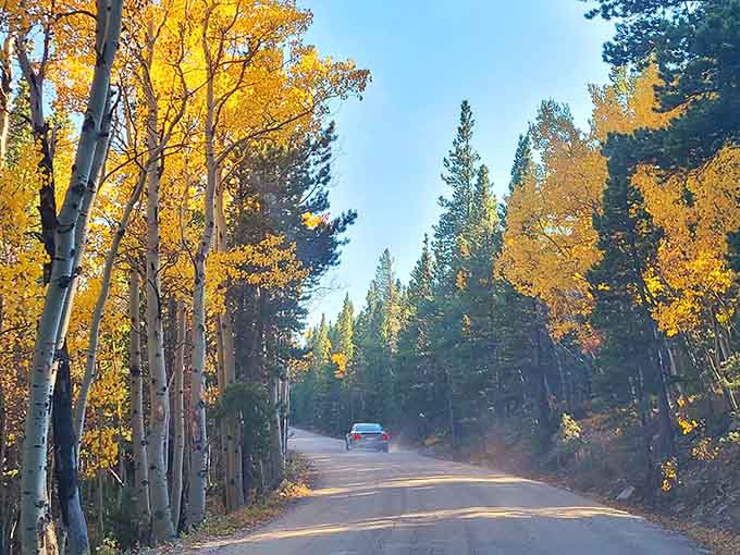 Driving through this golden aspen tunnel feels like entering Narnia, minus the talking lions and Turkish delight.
