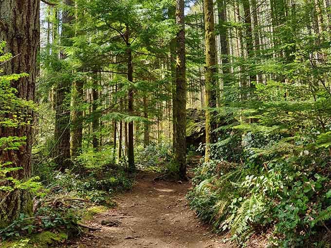 The forest path winds through towering evergreens that have witnessed more seasons than most of us can count.