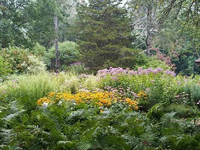 Pink and gold flowers dance together in this woodland clearing, creating a scene straight from a storybook.