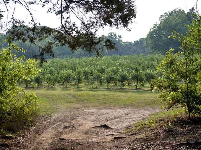 Those neat rows of bushes promise a morning of simple pleasures and buckets filled with nature's candy in blue form.