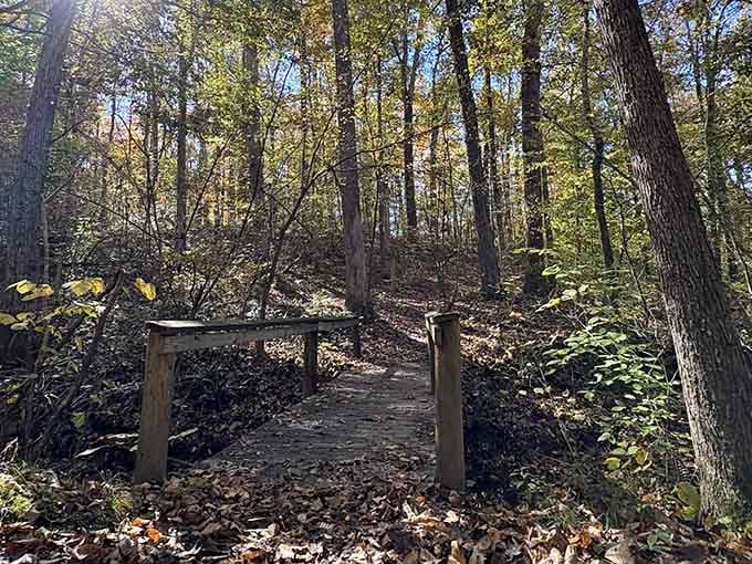 Winter's bare branches reveal what summer hides&mdash;a perfectly placed bridge waiting for your footsteps.