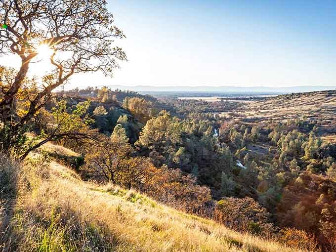 Golden hour light filters through oak trees onto hillsides that roll like waves frozen in time.