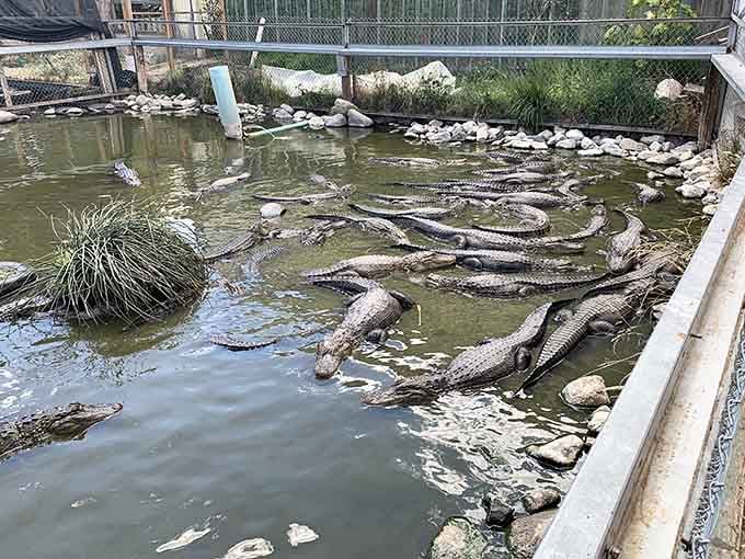 These prehistoric reptiles lounge in warm water like retirees in Florida, except the backdrop is snow-capped peaks instead of palm trees.