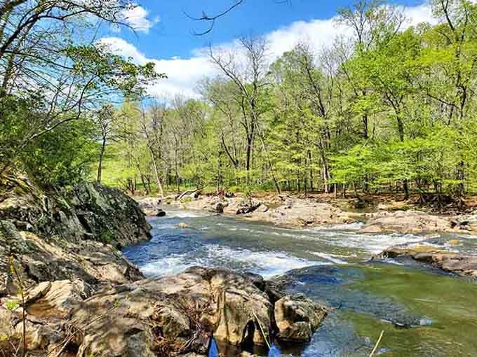 Spring sunshine dances across rushing water, turning an ordinary creek into something that belongs in a painting.