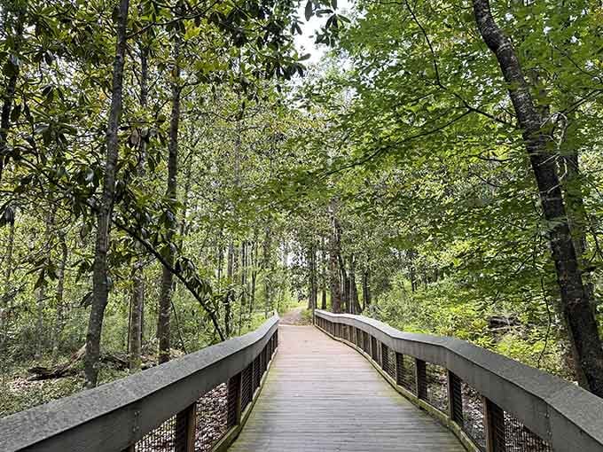 This winding boardwalk invites you into a green canopy where dappled sunlight dances through leaves like nature's disco ball.