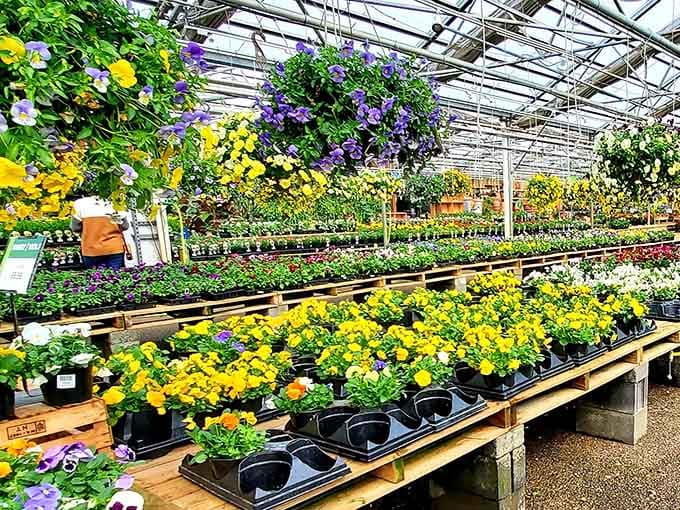 Inside the greenhouse, hanging baskets cascade with purple and yellow blooms like nature's own chandelier display overhead.