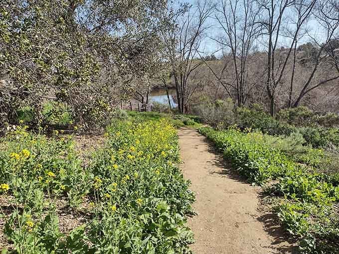 Wildflowers line the trail like nature's own welcome committee, cheerfully greeting every visitor who wanders by.