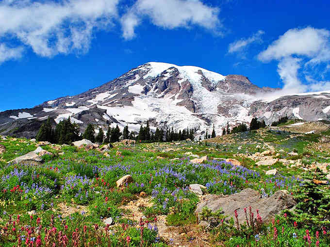 Mount Rainier's wildflower meadows burst with color like nature's own fireworks display, minus the noise and crowds.