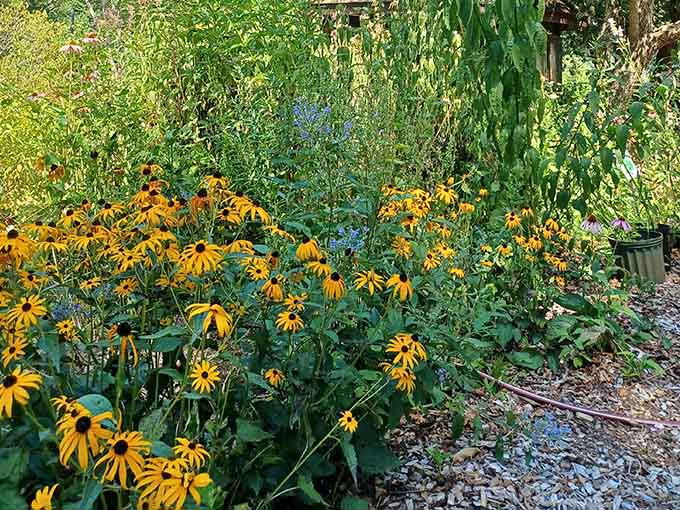 Black-eyed Susans line the path like cheerful sentries, proving native plants know how to throw a party.