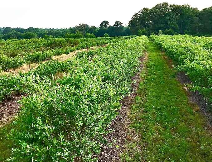 Look at those perfectly aligned blueberry bushes stretching toward the horizon&mdash;nature's grocery store without the fluorescent lighting.
