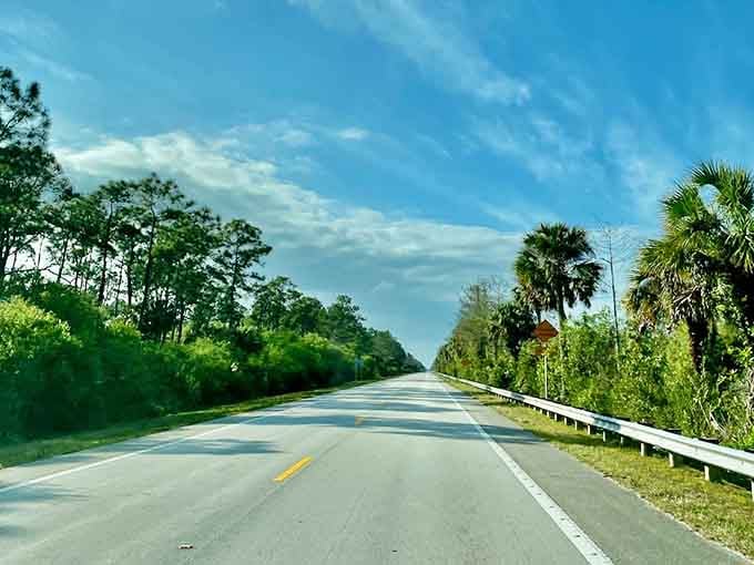 Wild palms line this peaceful stretch where nature still runs the show and traffic jams are just a distant memory.