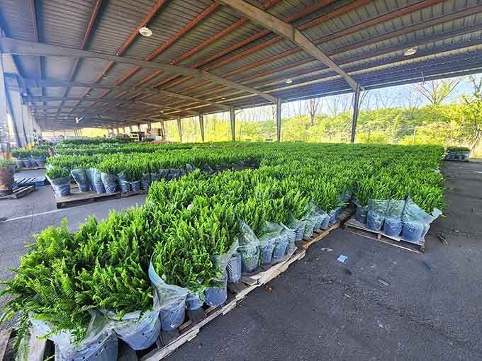 A sea of vibrant green ferns stretching endlessly, ready to transform every sad porch into paradise.