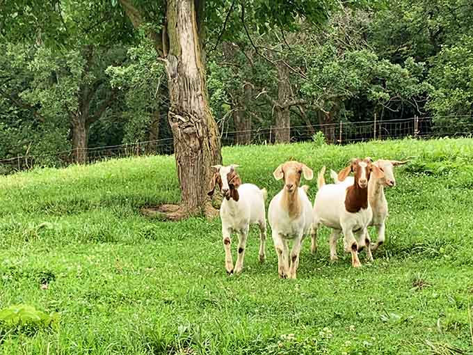 These goats at Korn's Family Farm are living their best life, completely unbothered by your urban stress.
