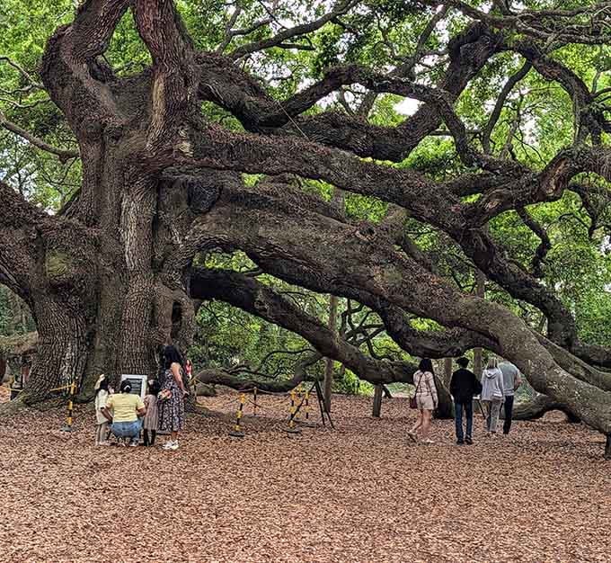 Those branches have seen more history than any textbook, and they're not even taking notes.