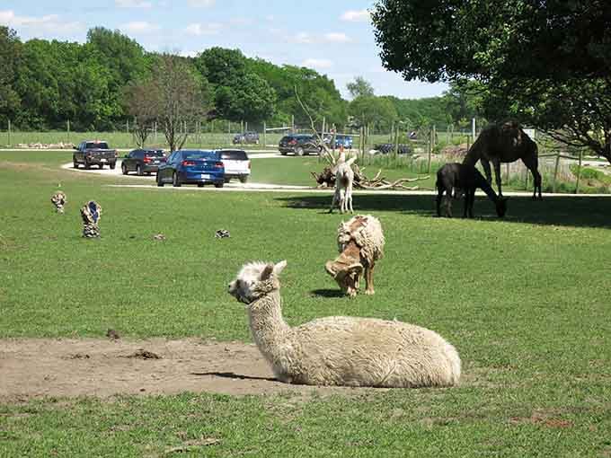 Alpacas lounging like they own the place, because at Aikman Wildlife Adventure, they basically do.