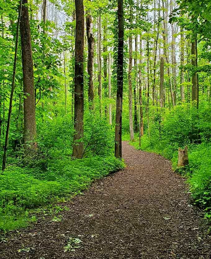 A forest trail so lush and green it could double as the set for every fairy tale ever written.