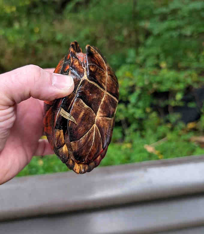Finding wildlife treasures like this makes you feel like a kid on the world's best scavenger hunt.