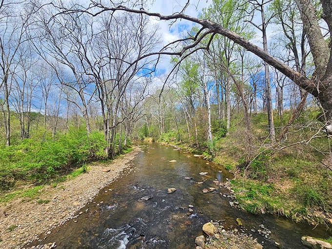 Big Elk Creek doing what it does best: flowing peacefully while you contemplate absolutely nothing and everything at once.