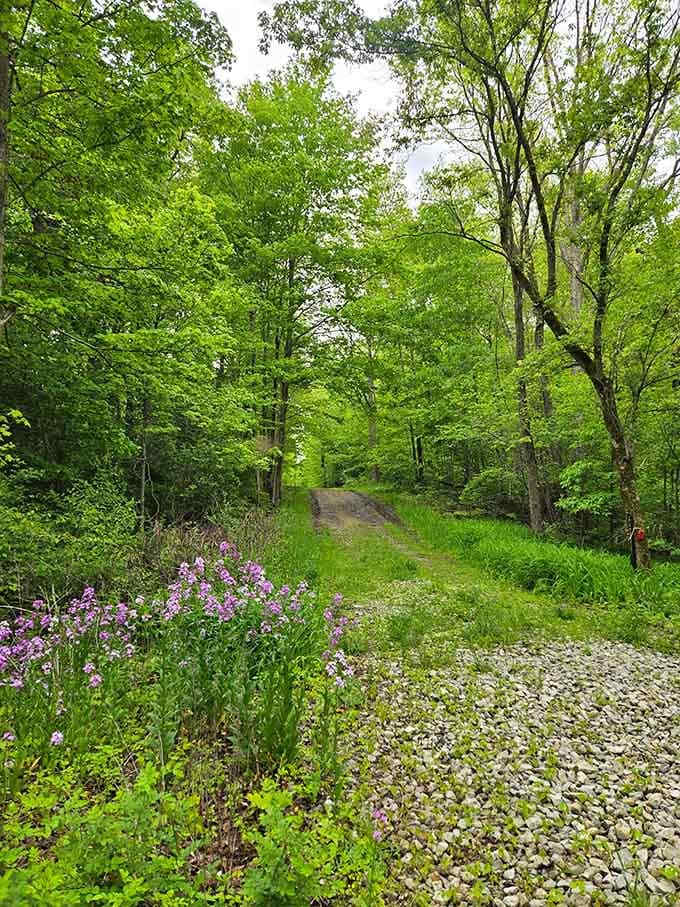 Purple wildflowers line the gravel path like nature's own runway, proving that Indiana knows how to dress up a trail.