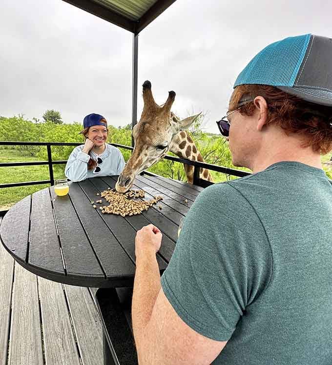 That purple tongue reaching for snacks makes every meal feel like dining with the world's tallest, most curious dinner guest.