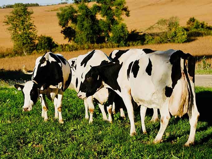 Dairy cows graze peacefully, providing the authentic farm experience city kids desperately need to witness.
