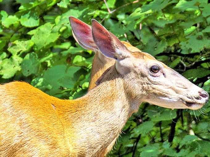 Local wildlife posing better for cameras than most people do, proving deer have mastered the art of the candid shot.